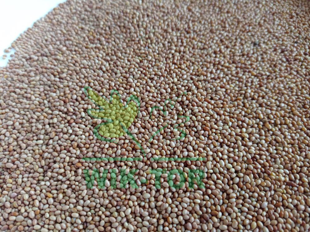 Koniczyna inkarnatka C1 1kg - Ogrodniczy sklep internetowy WIK-TOR